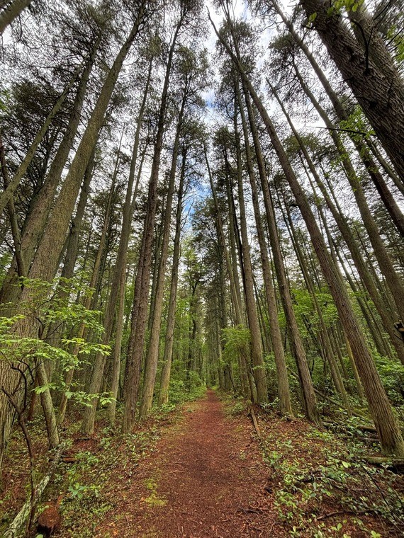 June Happenings at Wharton State Forest - Batsto Village